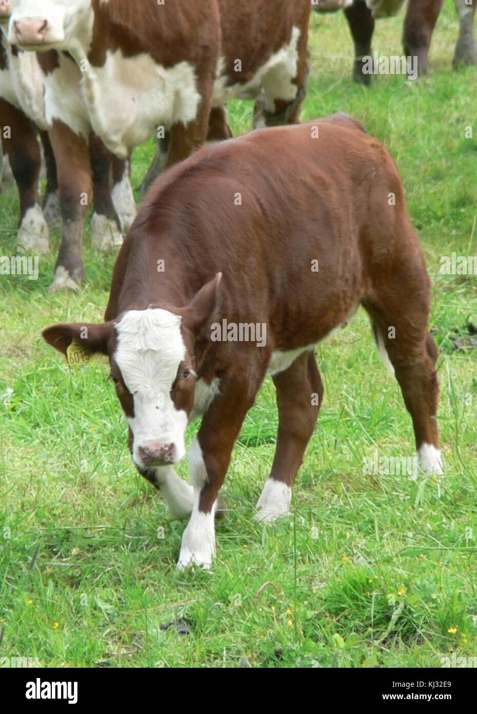 Red and white calf Stock Photo - Alamy