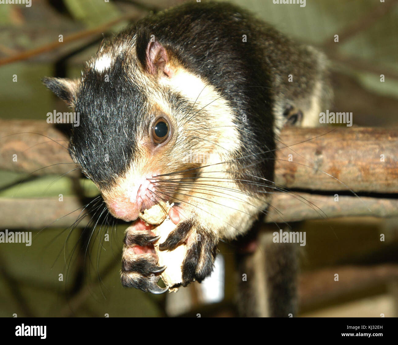 Ratufa Macroura High Resolution Stock Photography and Images - Alamy