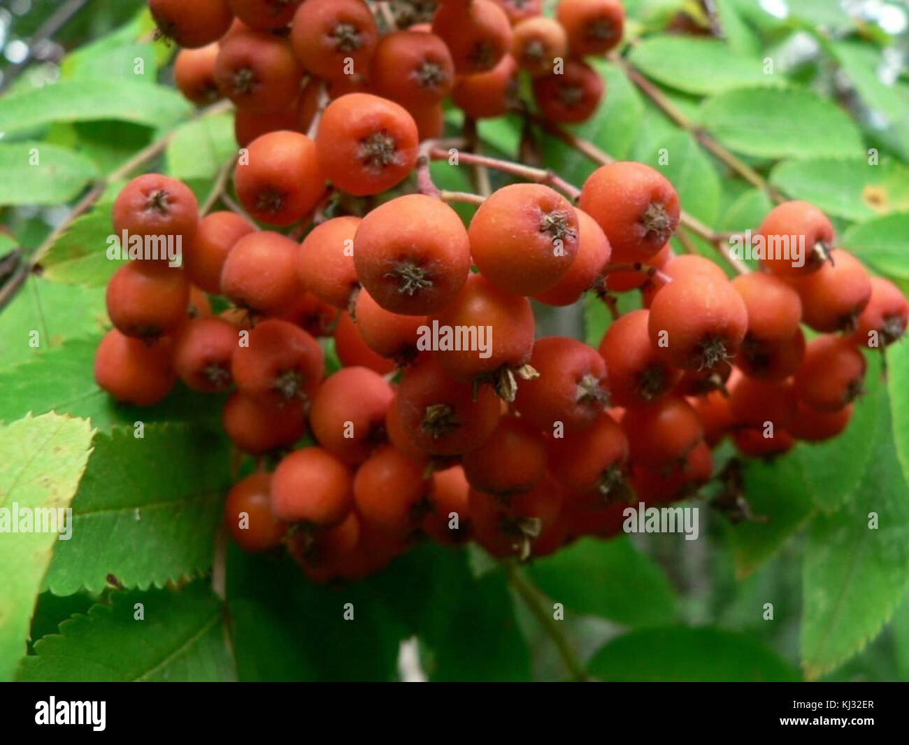 Rowan identification hi-res stock photography and images - Alamy