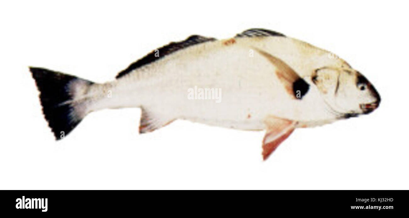 Roncador hi-res stock photography and images - Alamy