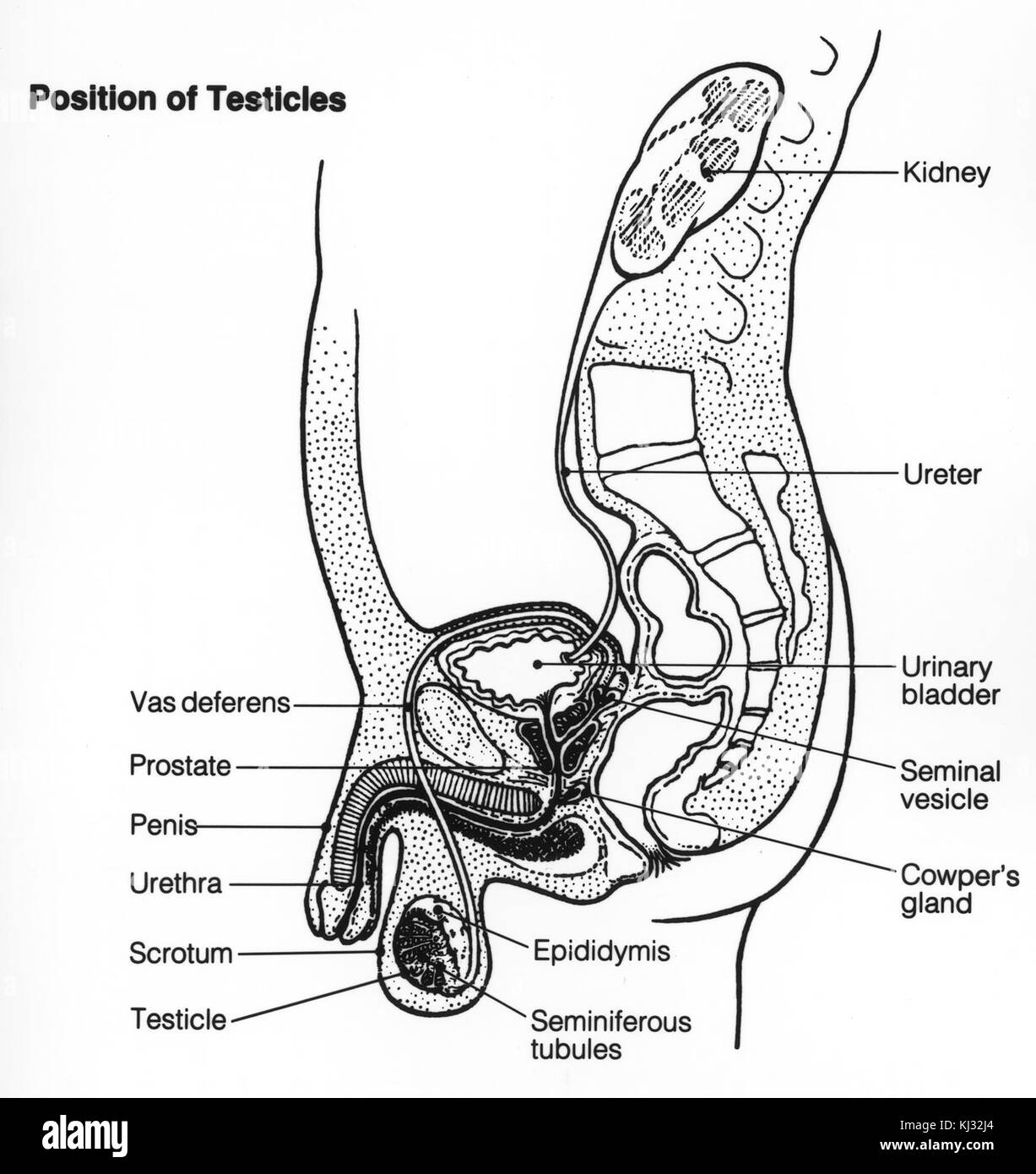 Reproduction organs history Cut Out Stock Images & Pictures - Alamy