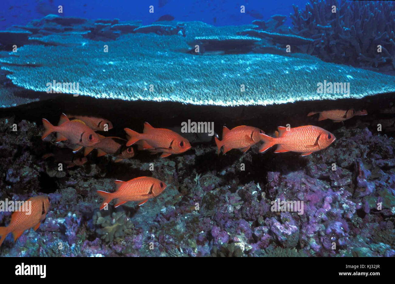 Soldierfish swim by corals Stock Photo - Alamy