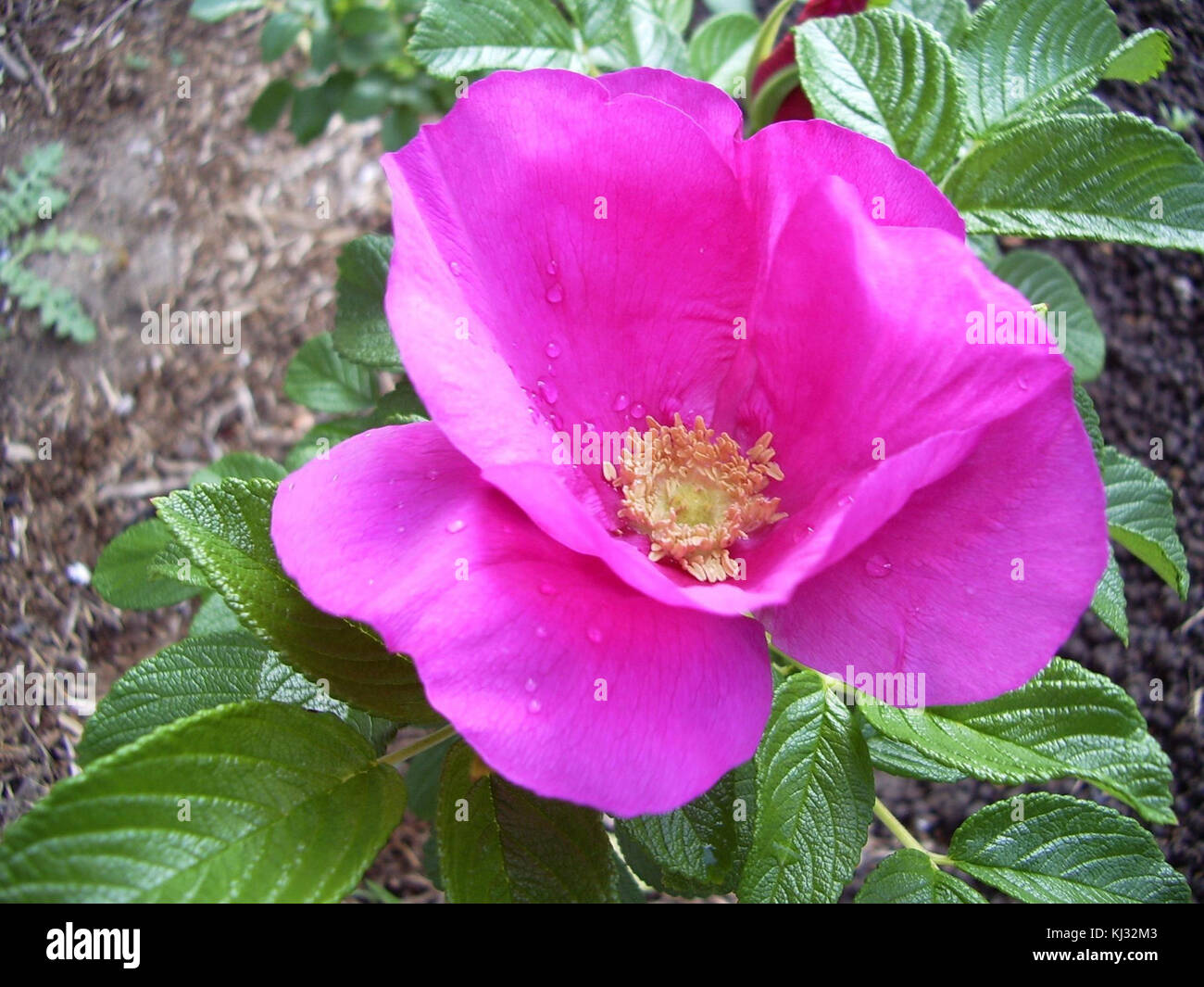 Rose rosa rugosa pink Stock Photo - Alamy
