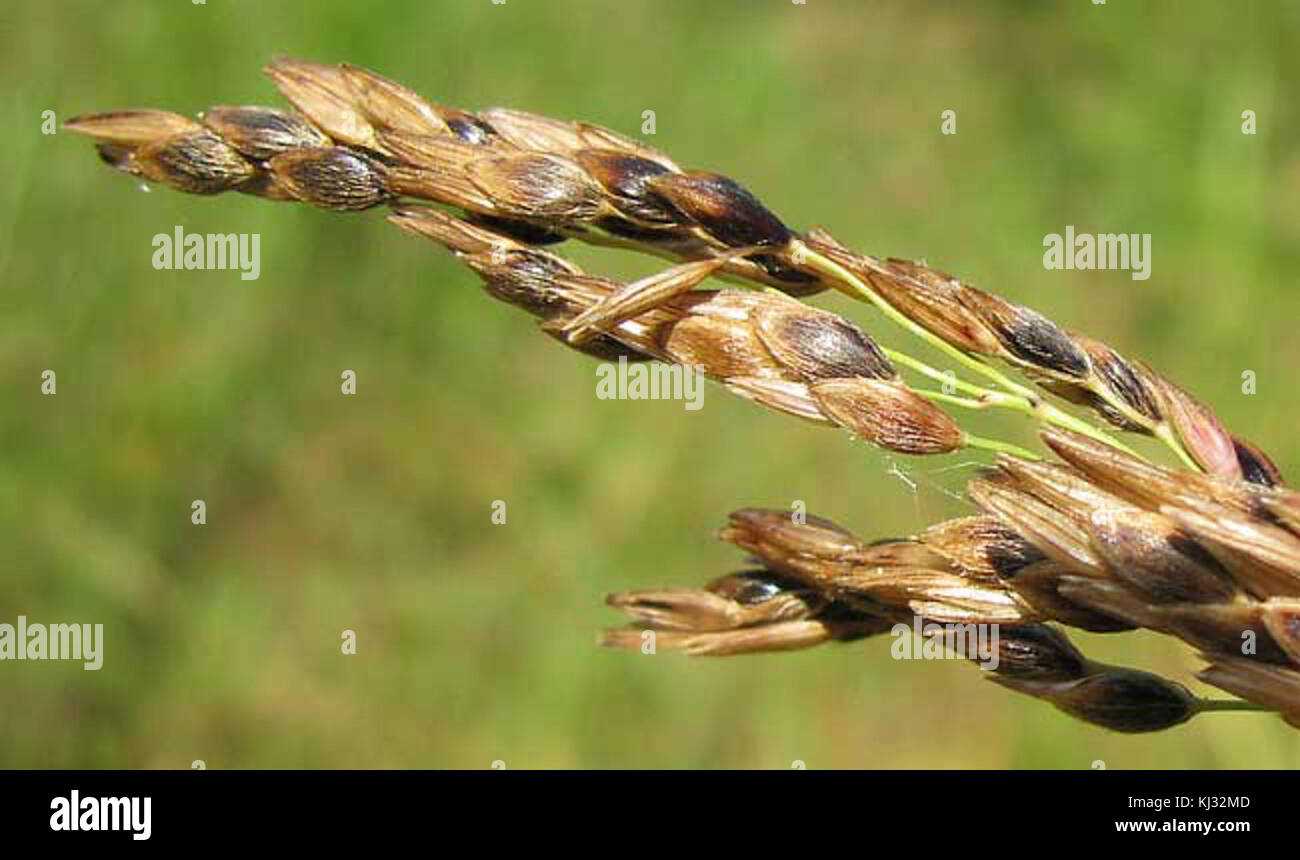 Sorghum sorghum halepense hi-res stock photography and images - Alamy