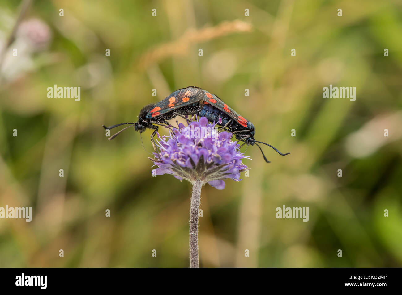 Summer time flying insect hi-res stock photography and images - Alamy