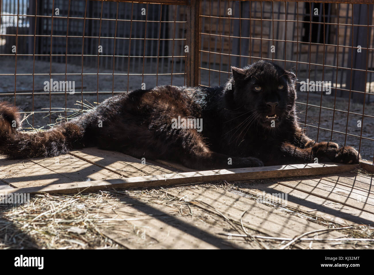 Portrait of the black puma Stock Photo - Alamy