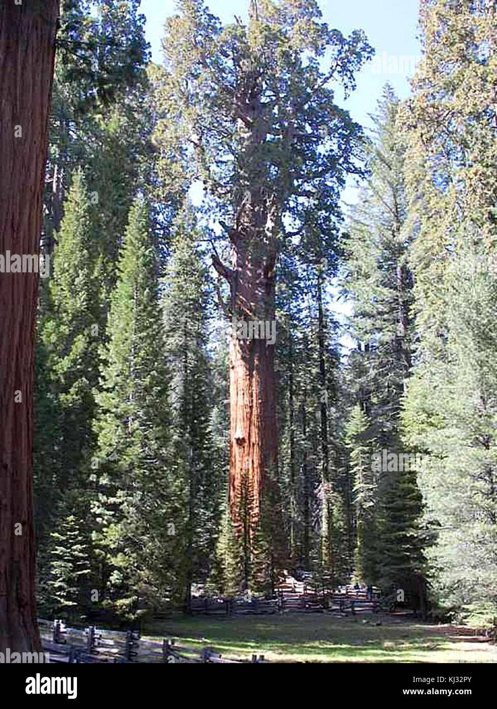 Old tall tree sustainable hi-res stock photography and images - Alamy