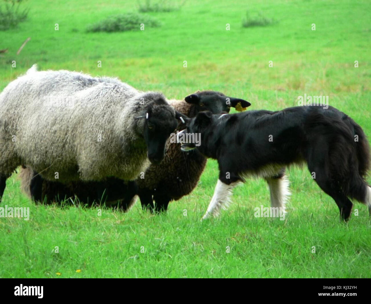 An image of a sheepdog herding sheep in a field, demonstrating the role ...