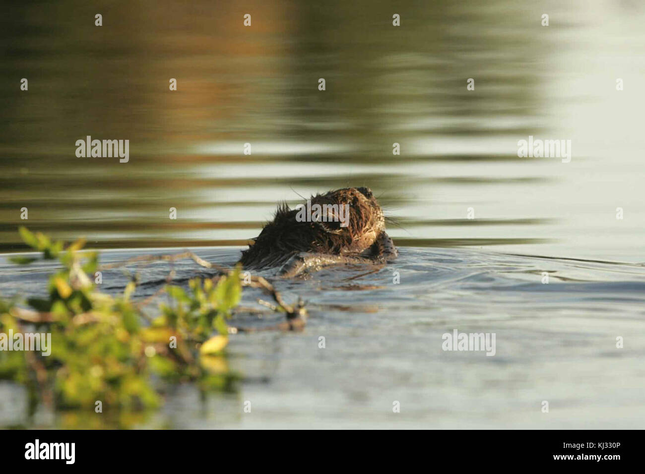 Beaver animal in water castor canadensis Stock Photo - Alamy