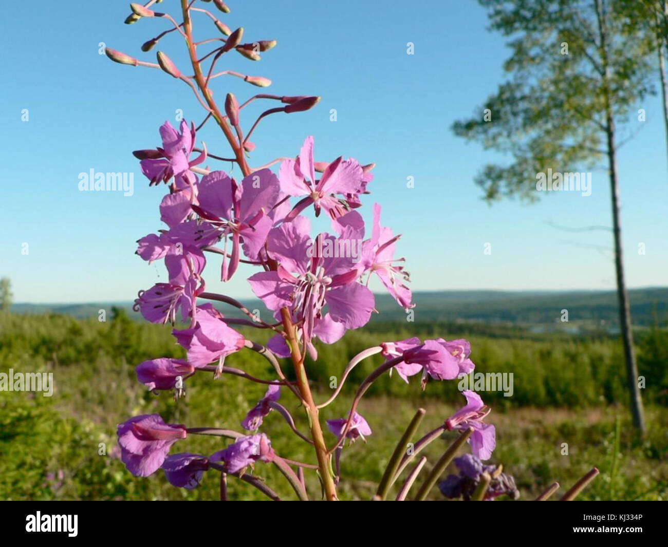 Vintage epilobium angustifolium hi-res stock photography and images - Alamy