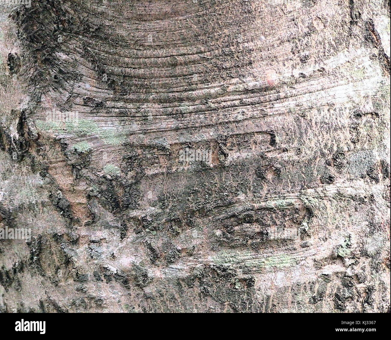 Silver maple tree bark Stock Photo - Alamy