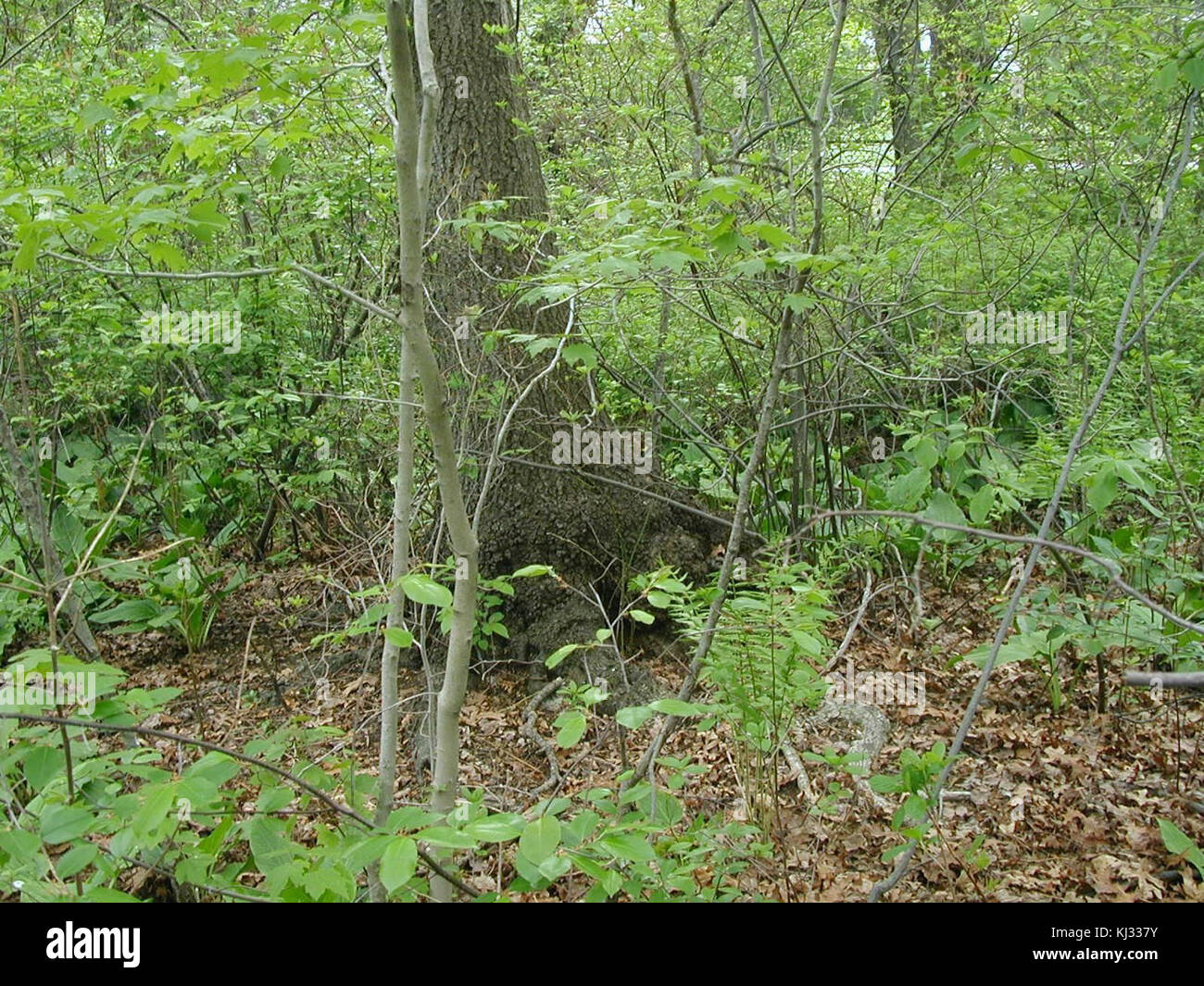 Old forrest floor hi-res stock photography and images - Alamy