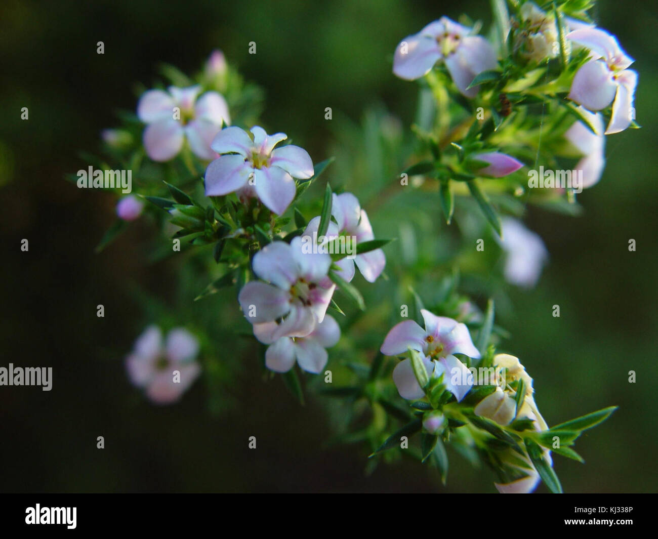 Sprig of tiny flowers Stock Photo - Alamy