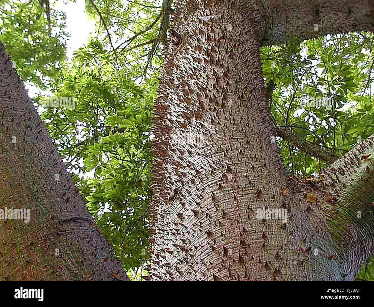 Spikes trees leaves Stock Photo - Alamy