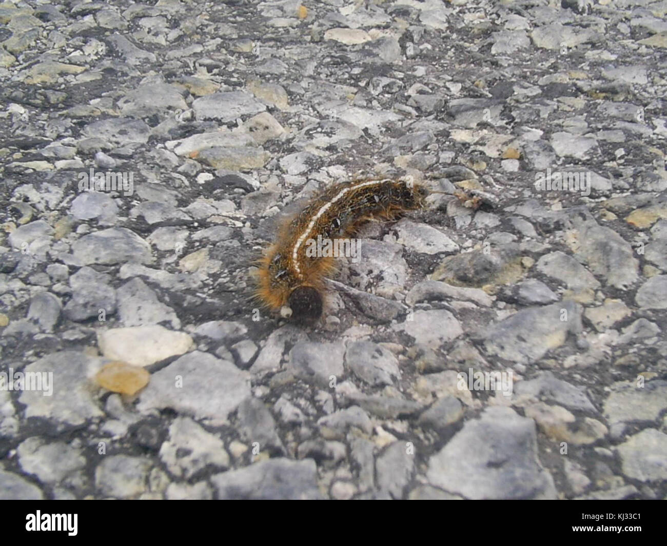 Caterpillar web nests hi-res stock photography and images - Alamy