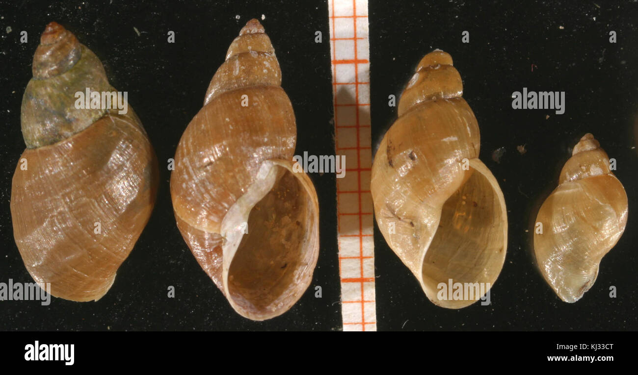 Stagnicola palustris hi-res stock photography and images - Alamy