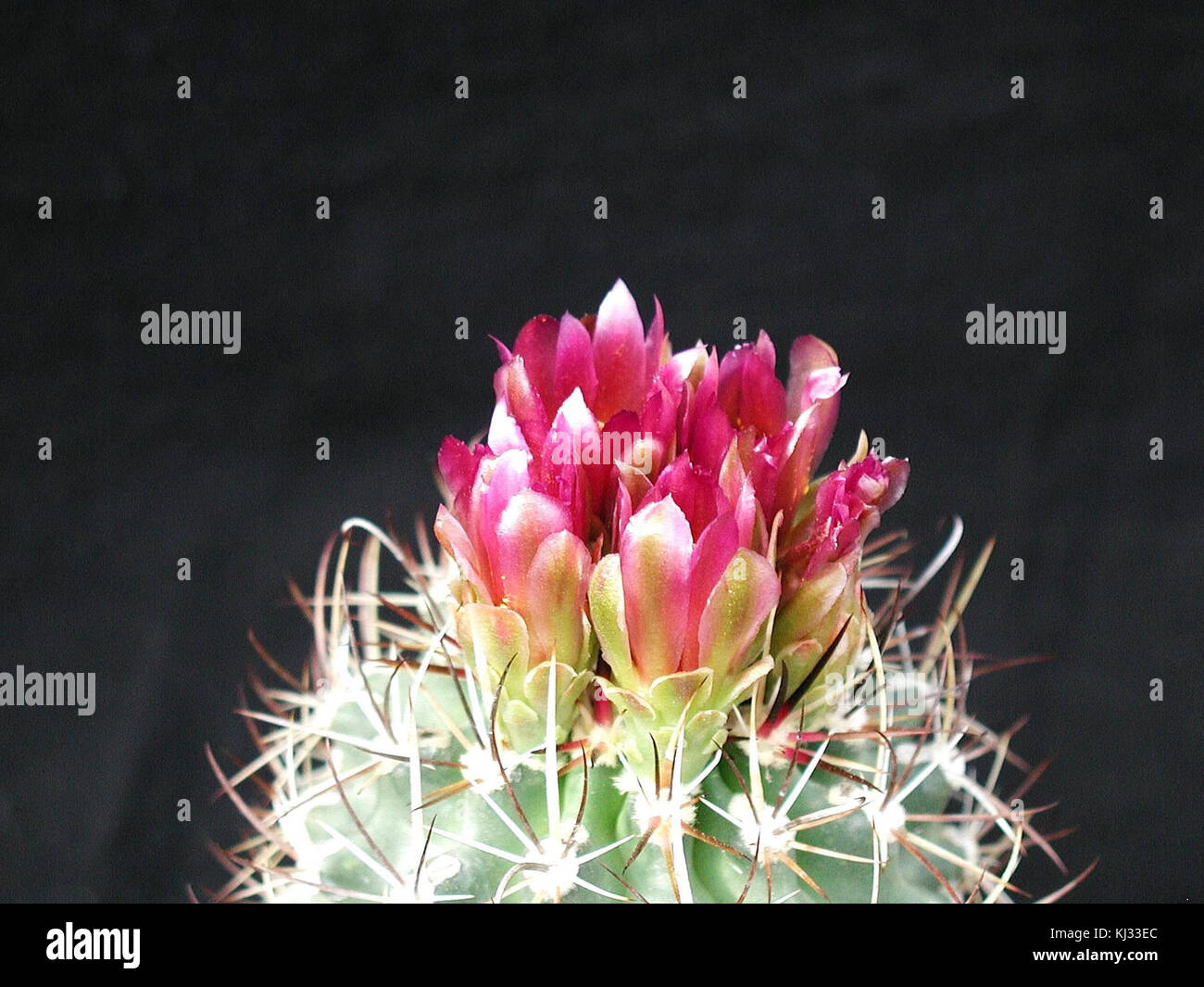 Stock Images Cactus High Resolution Stock Photography and Images - Alamy