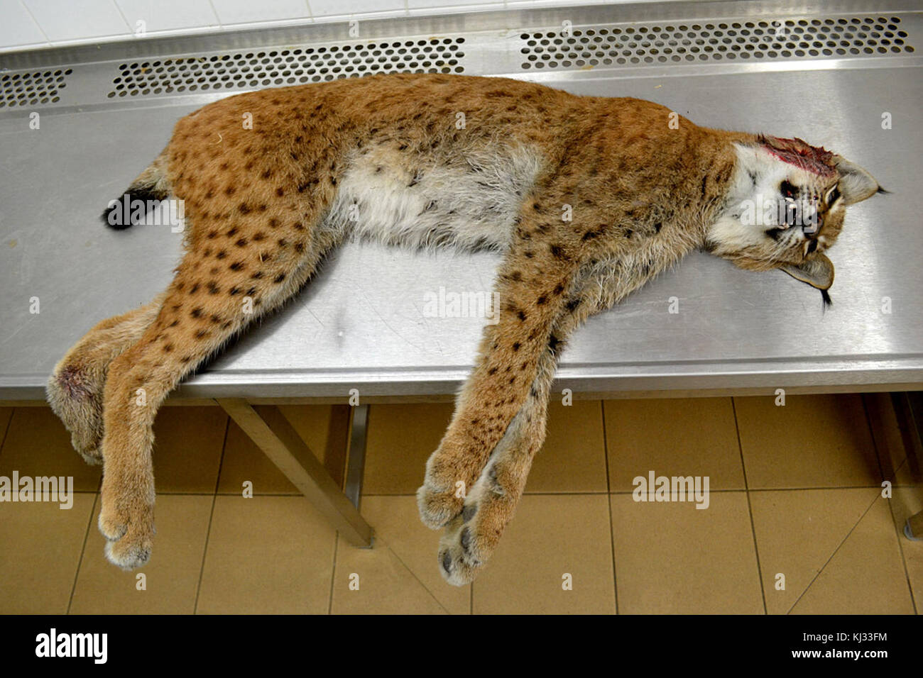 Dead lynx lynx Stock Photo - Alamy