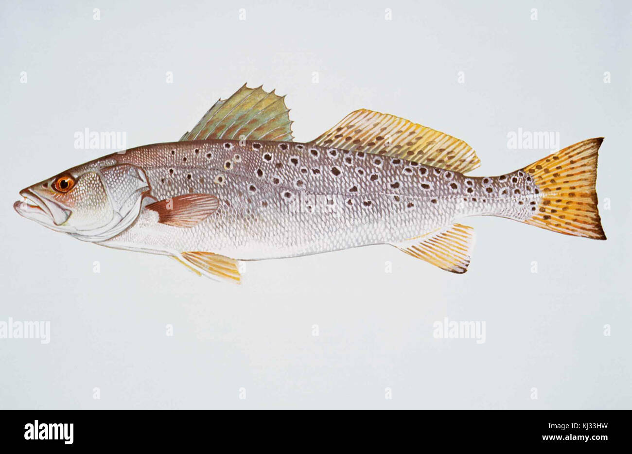 Spotted seatrout fish cynoscion nebulosus Stock Photo - Alamy