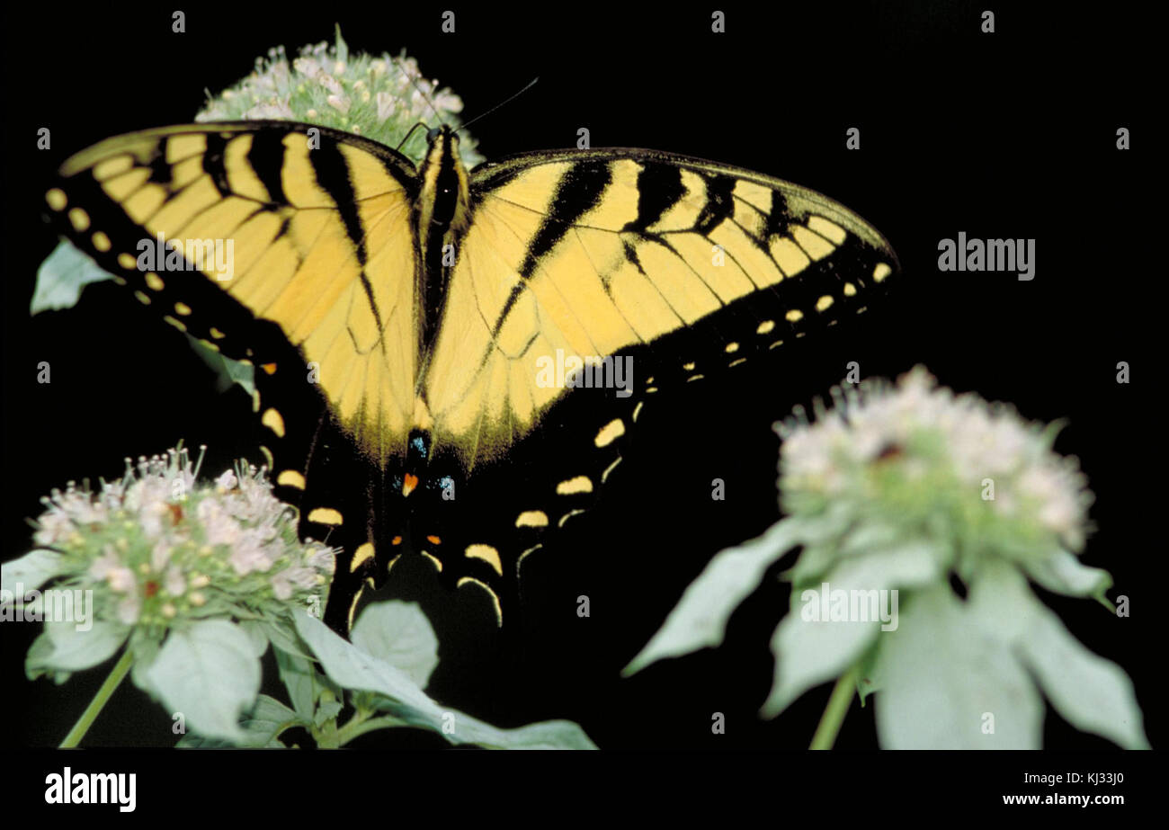 Swallowtail butterfly insect Stock Photo - Alamy