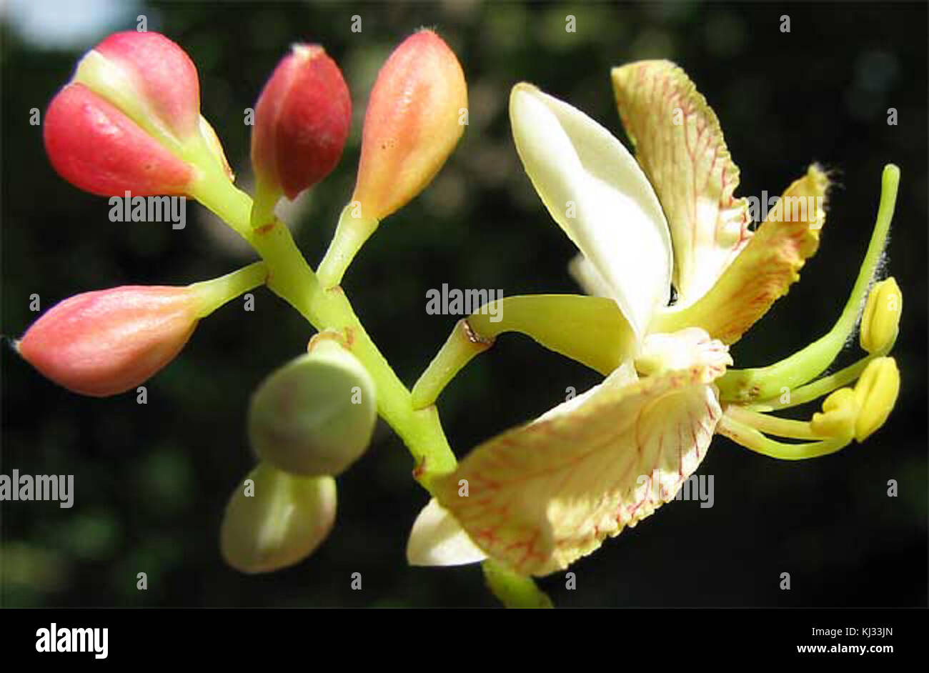 Indica flowers hi-res stock photography and images - Alamy