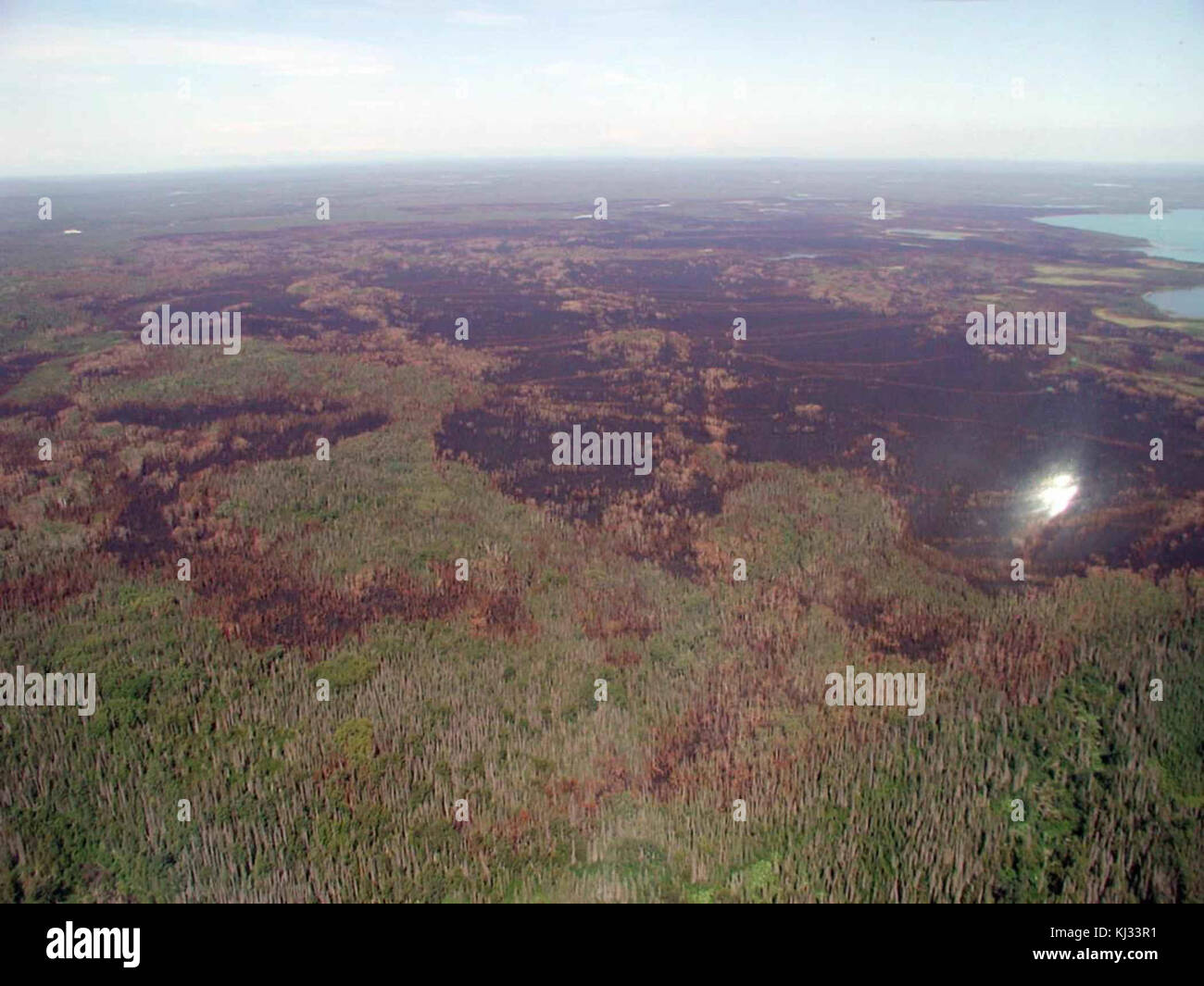 Spruce bark beetle kill burned area after fire Stock Photo - Alamy