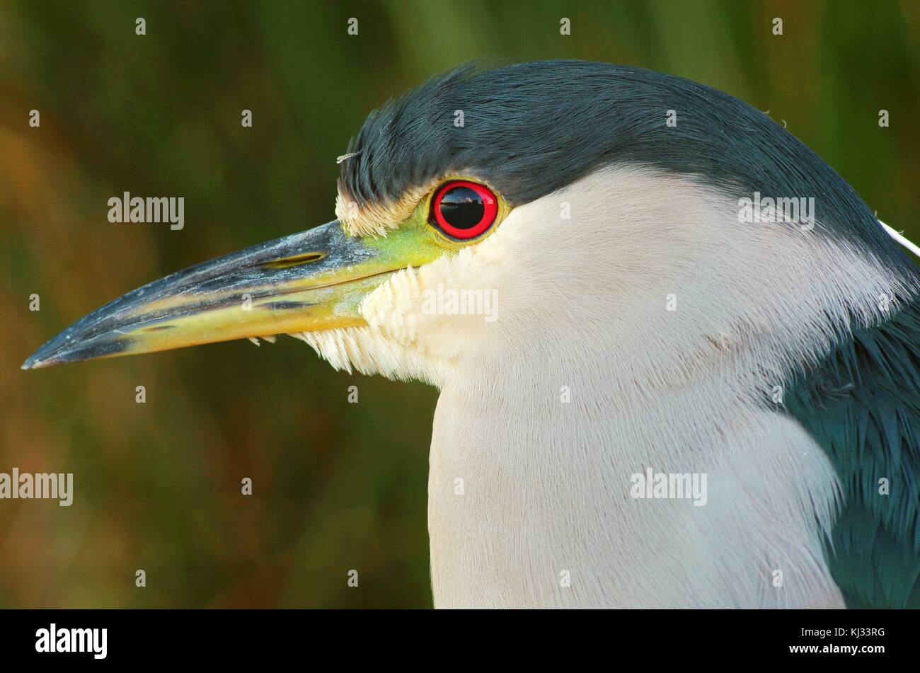 Earth Portal Official Stock Photo - Alamy