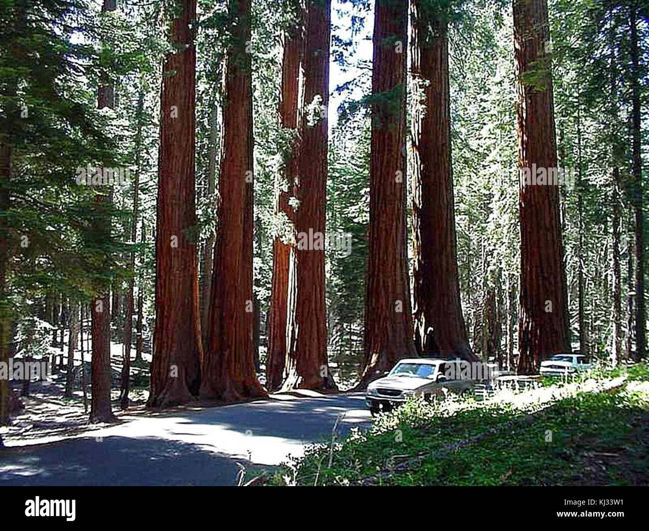 Tree sequoia park Stock Photo - Alamy