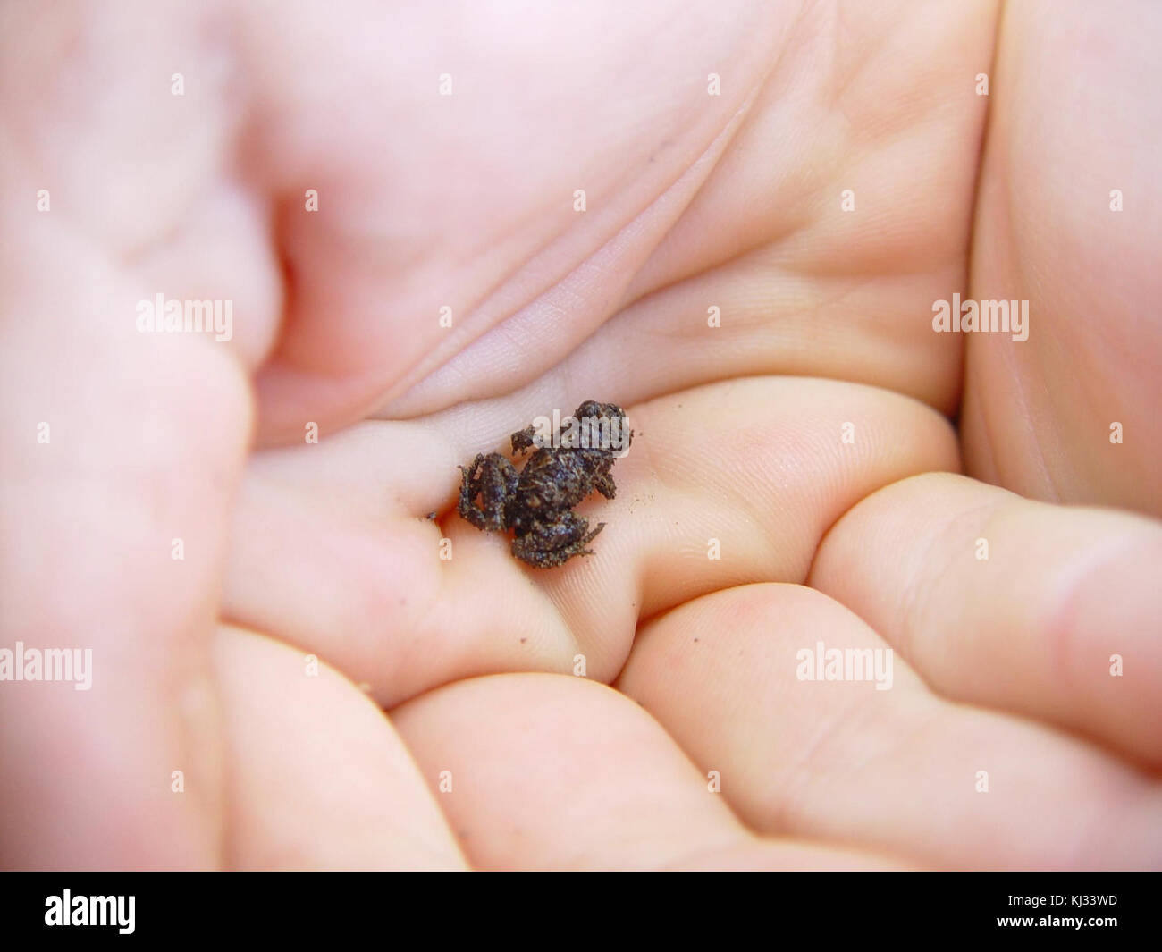 Tiny frog in hand Stock Photo - Alamy