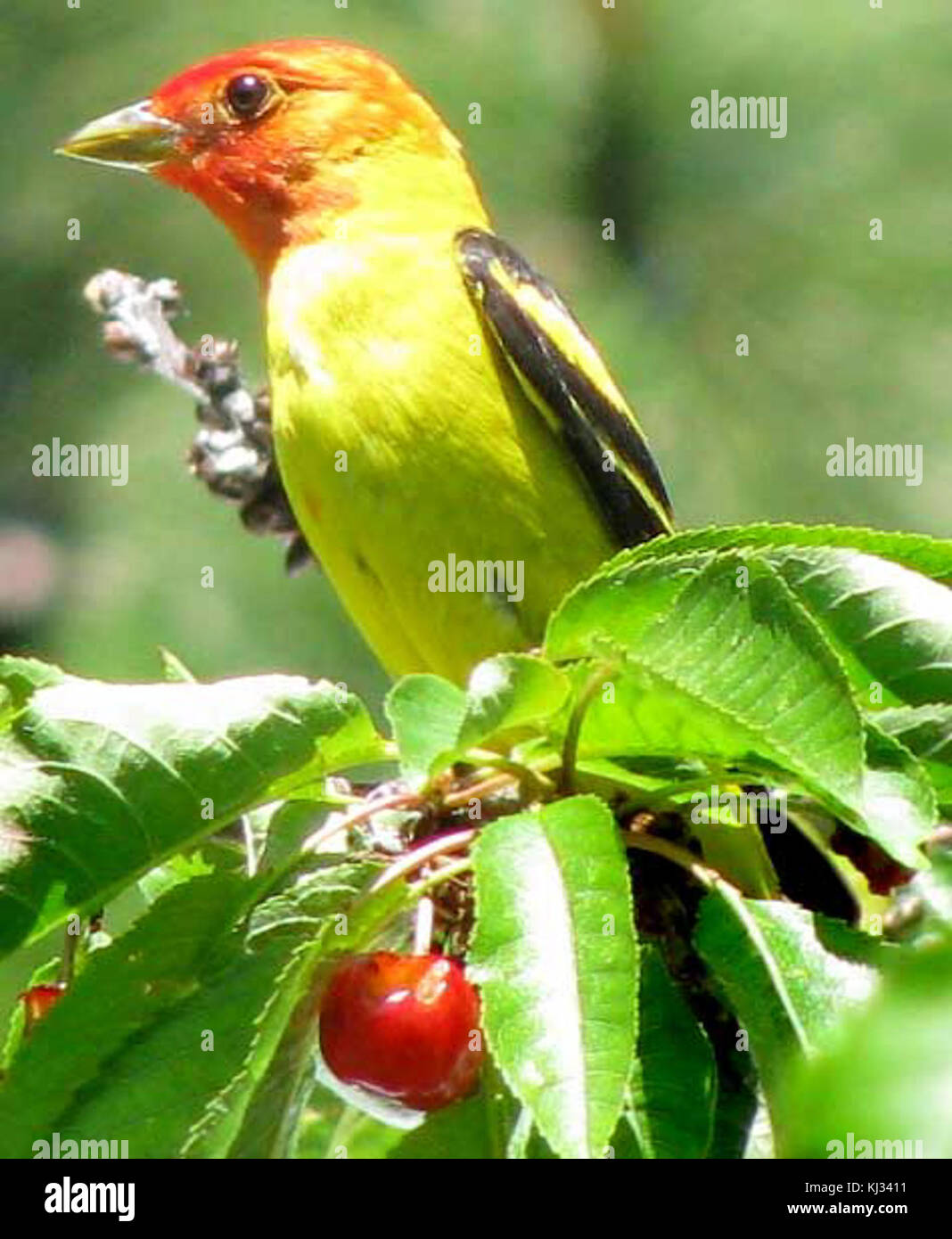 Western tanager illustration hi-res stock photography and images - Alamy