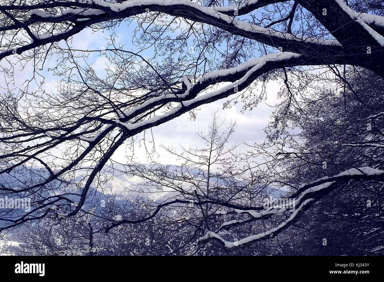 Trees under snow Stock Photo - Alamy