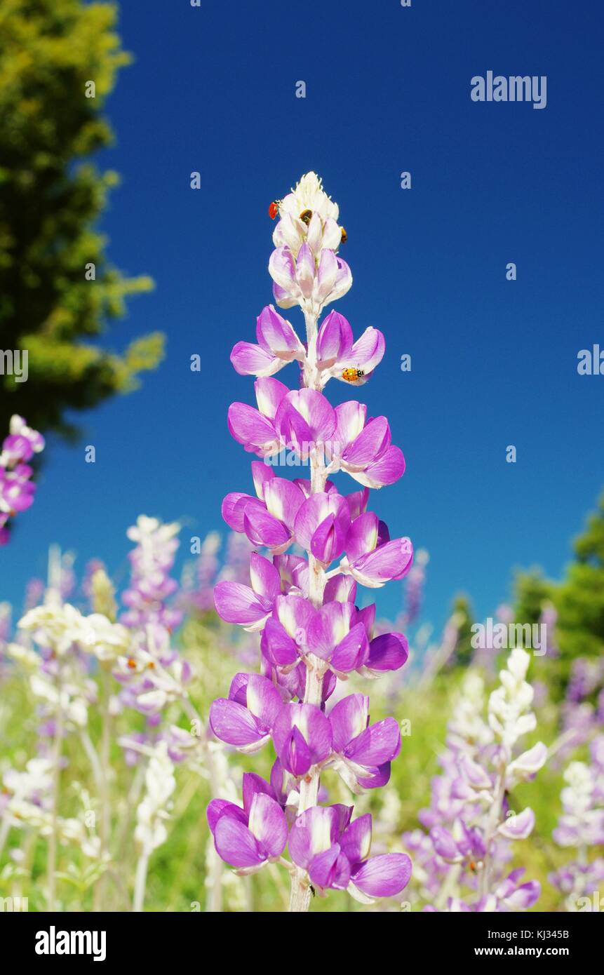 Earth Portal Official Stock Photo - Alamy