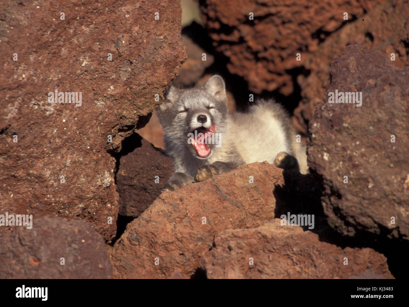 Yawning arctic fox Stock Photo - Alamy