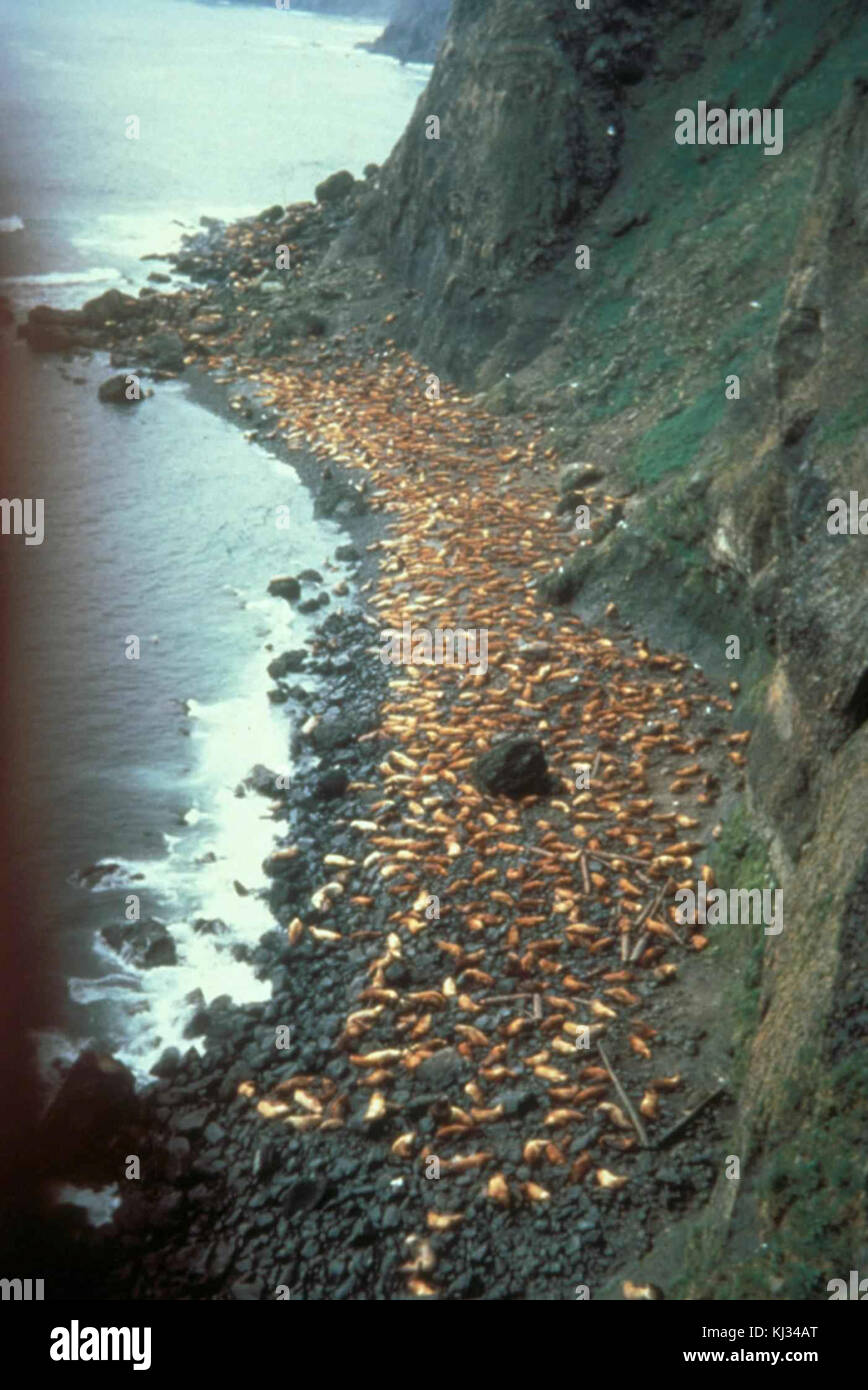 Stellers sea lion rookery Stock Photo - Alamy