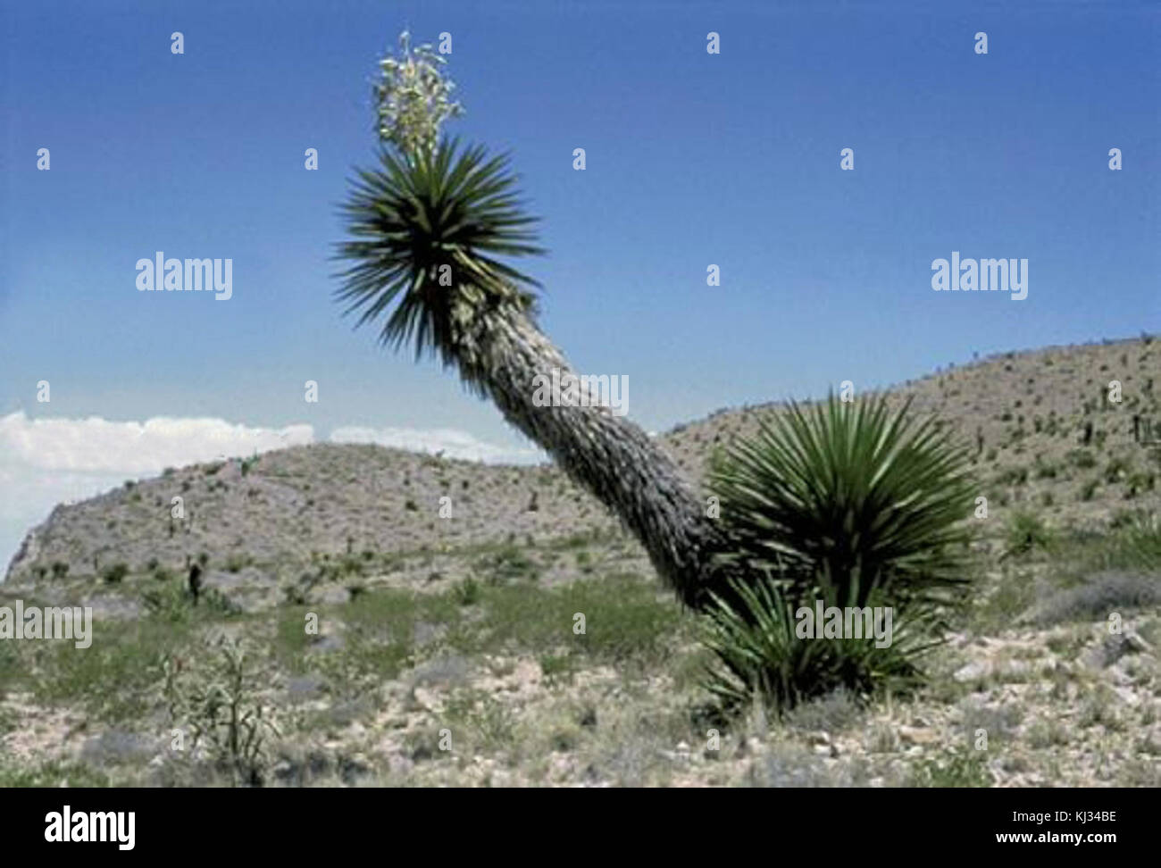 Yucca faxoniana hi-res stock photography and images - Alamy