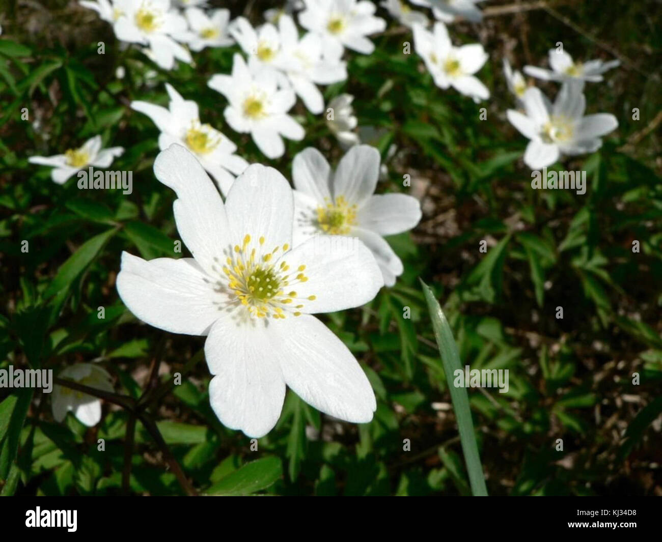 Wood anemone flowers Stock Photo - Alamy