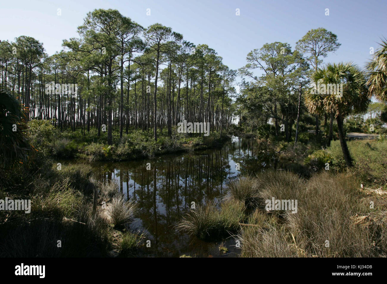 Still waters in forest Stock Photo - Alamy