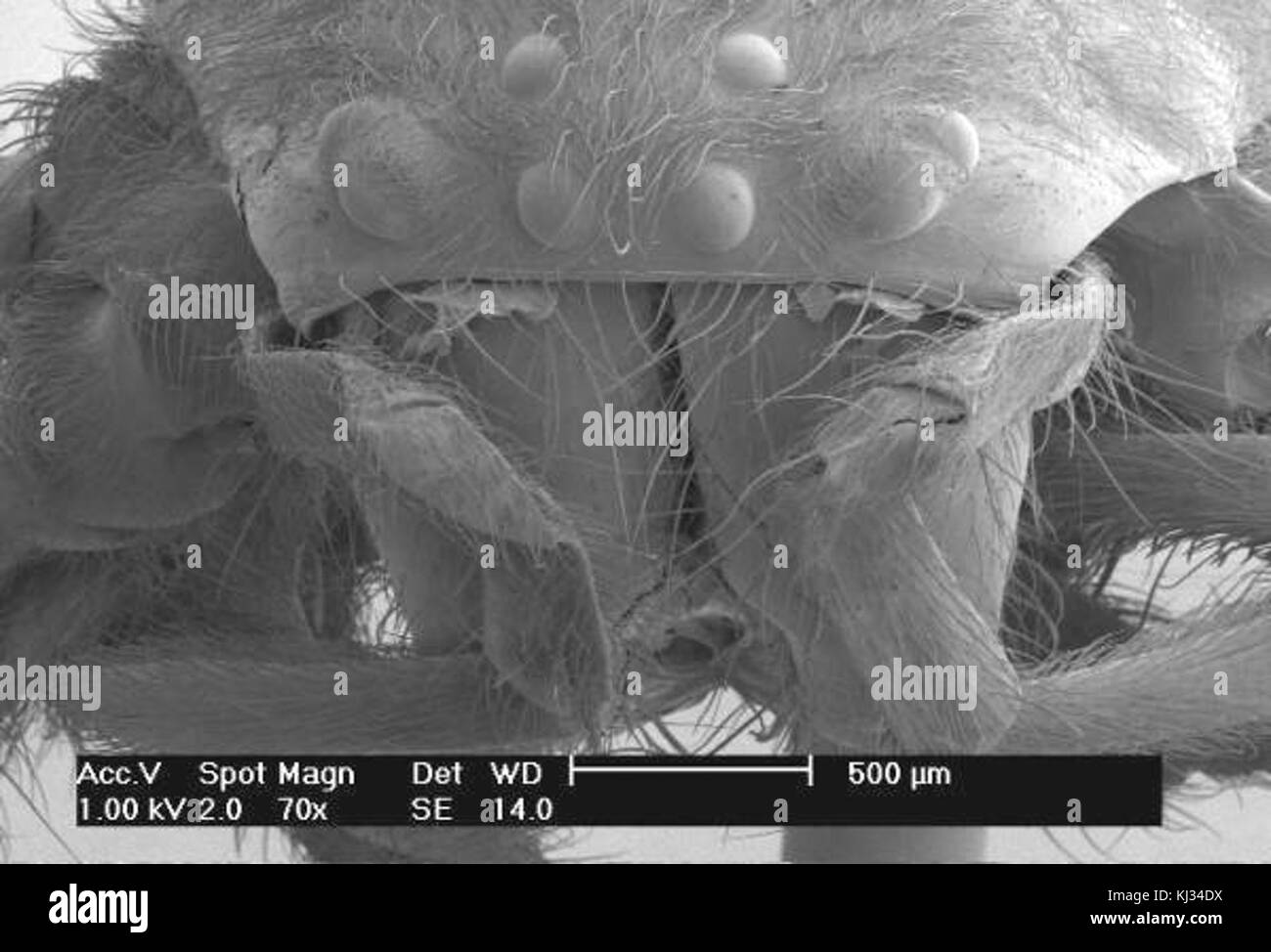 Chelicere hi-res stock photography and images - Alamy