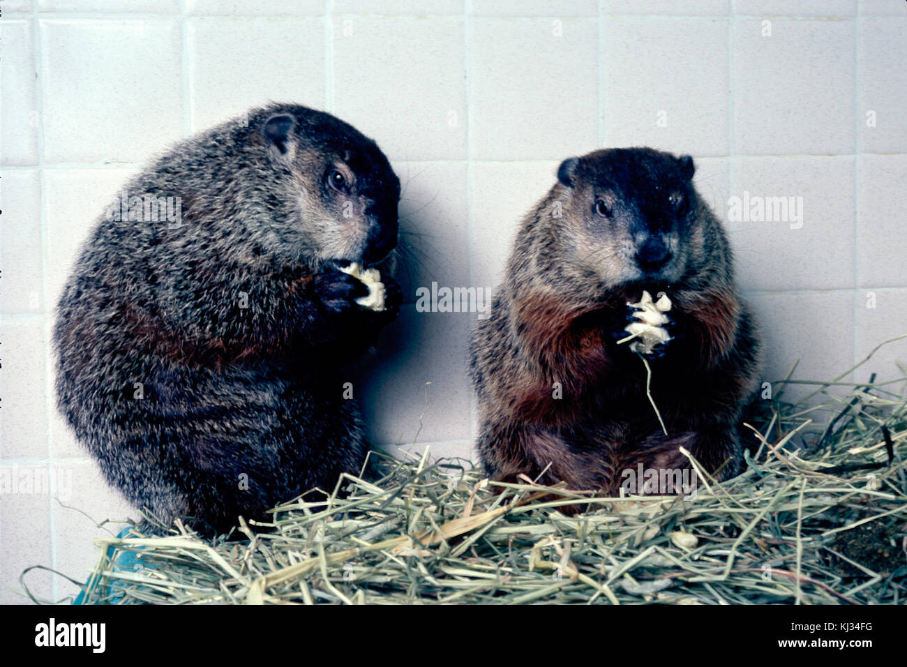 Woodchucks hi-res stock photography and images - Alamy
