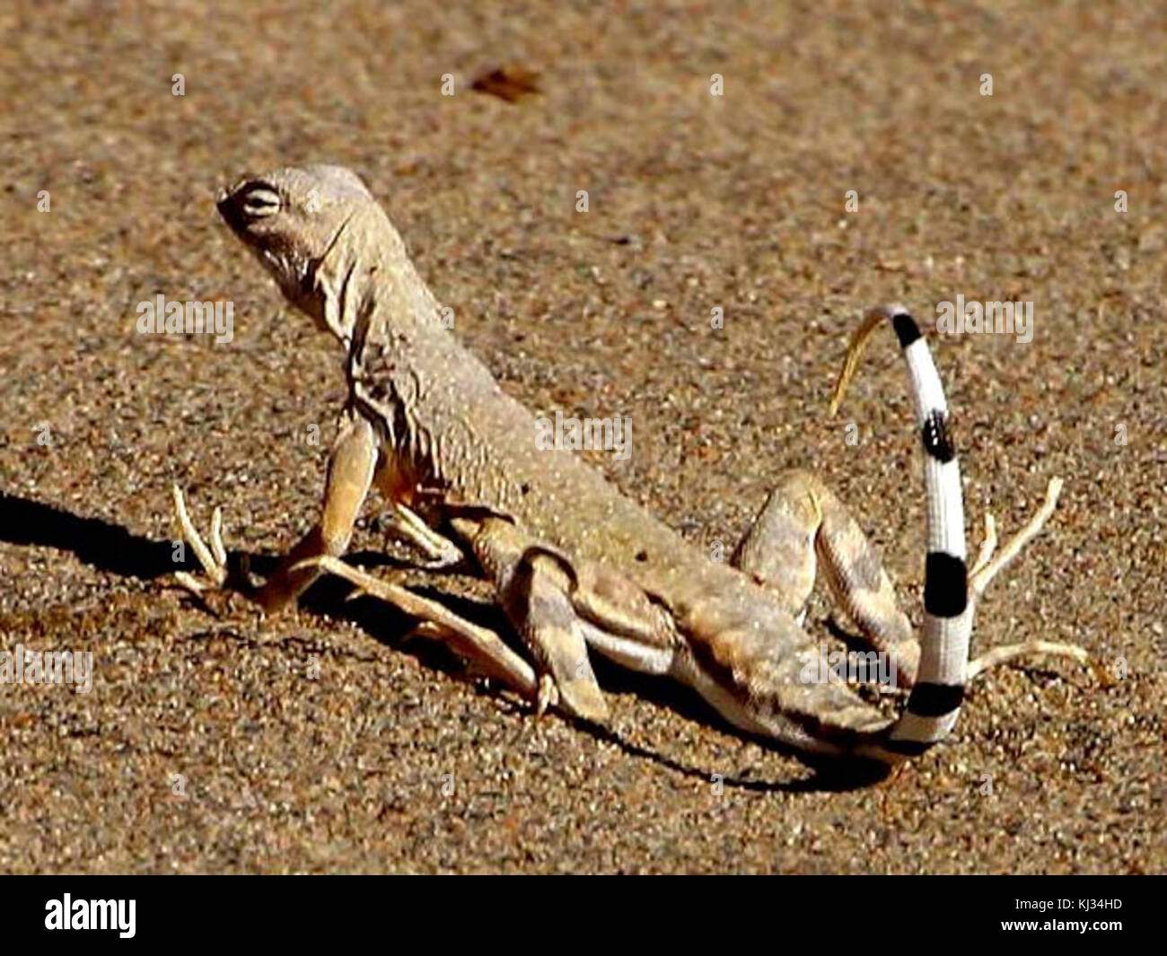 American zebra lizard hi-res stock photography and images - Alamy