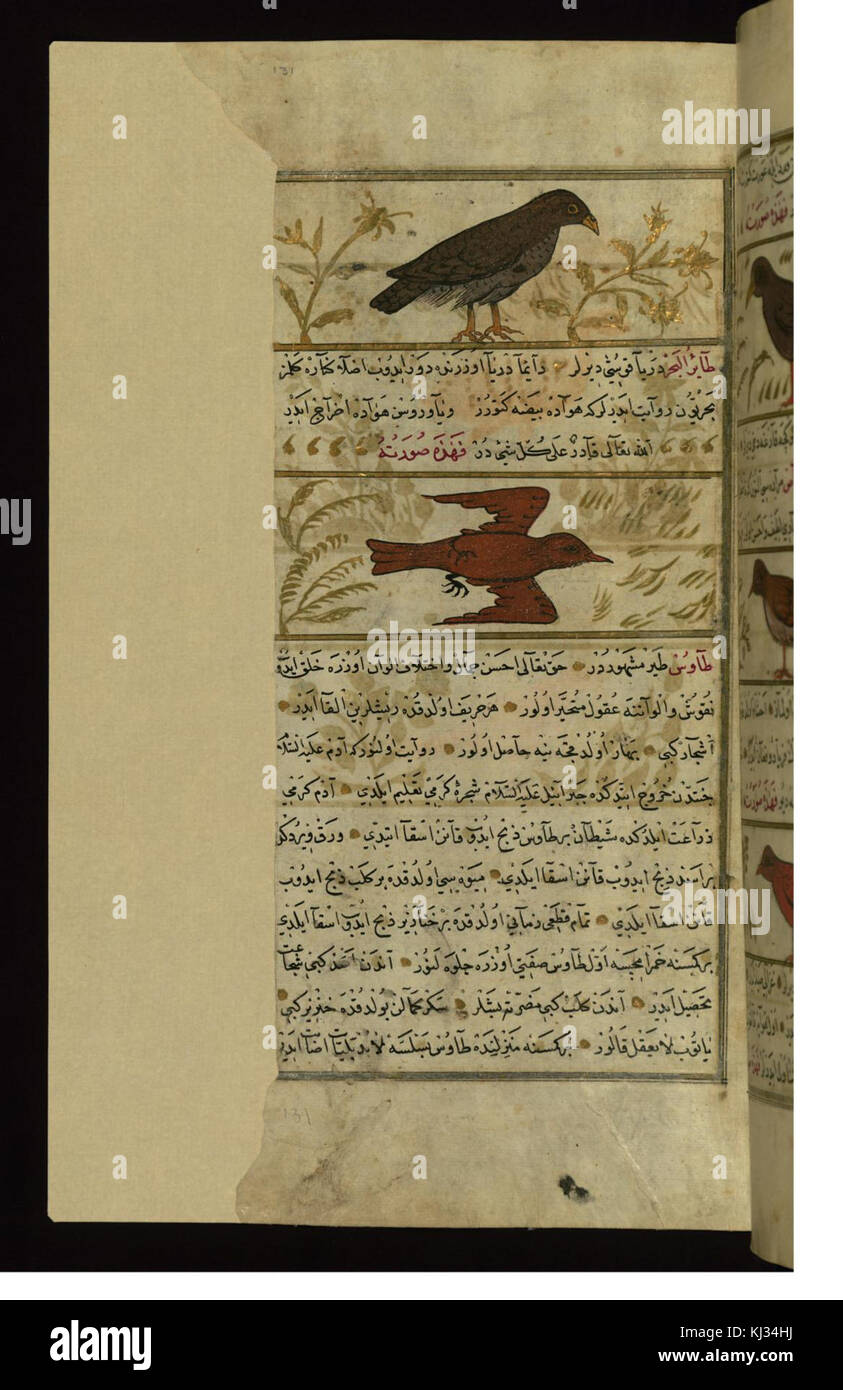 Muhammad ibn Muhammad Shakir Ruzmah-'i Nathani - A Saker and a Sea Gull ...