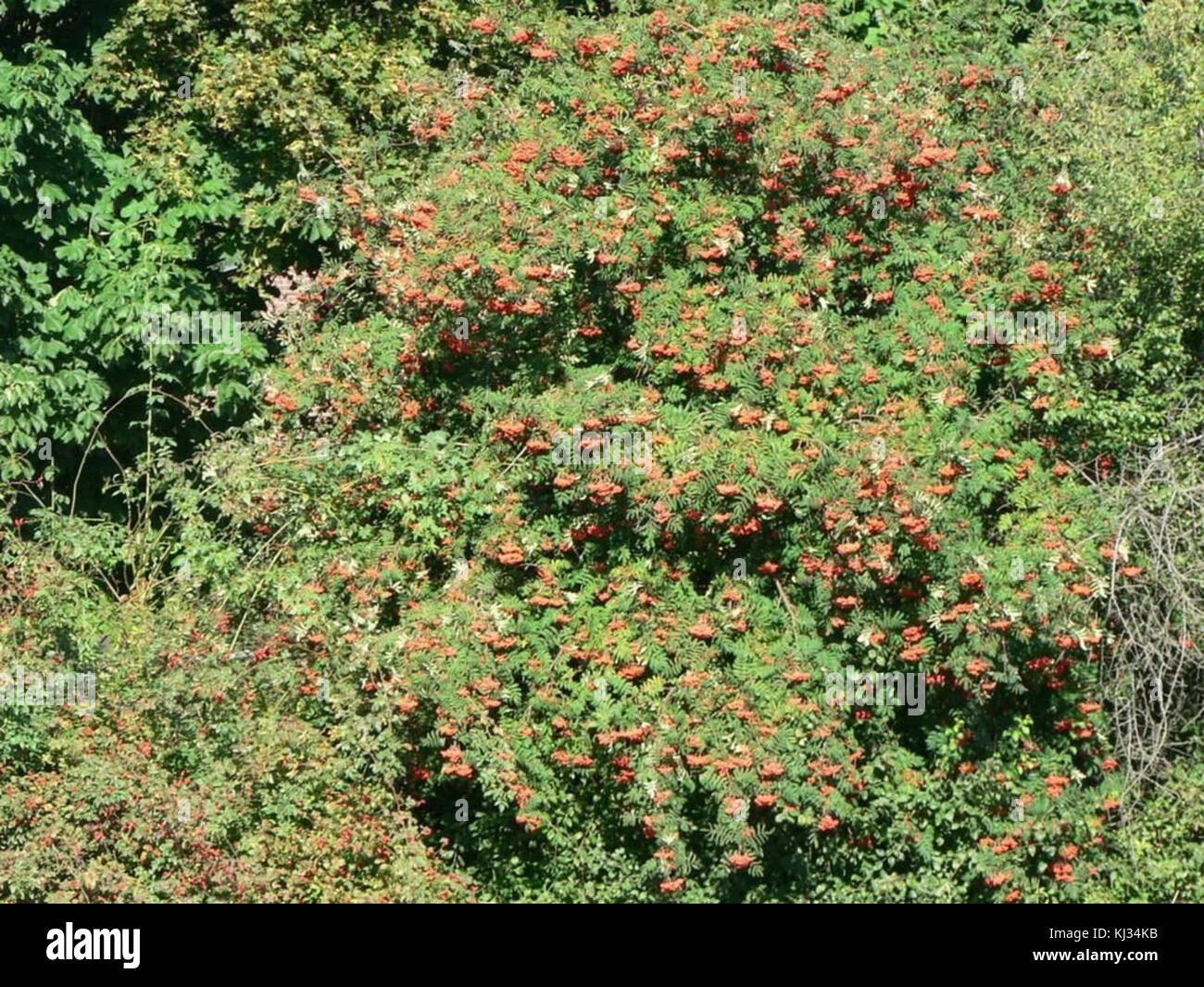 Rowan identification hi-res stock photography and images - Alamy