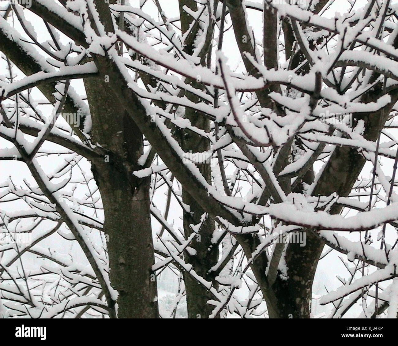 Snow covered branches Stock Photo - Alamy