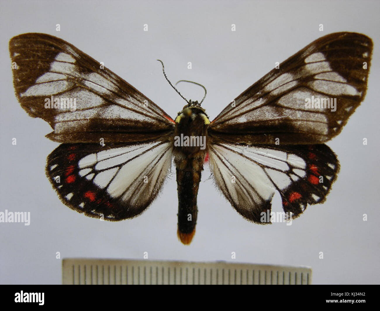 Dysschema hi-res stock photography and images - Alamy