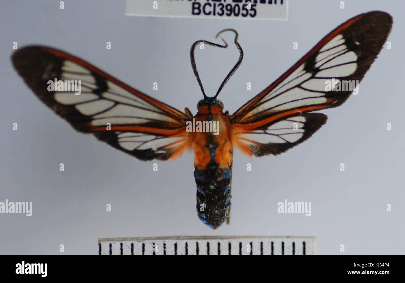 Caecum hi-res stock photography and images - Alamy