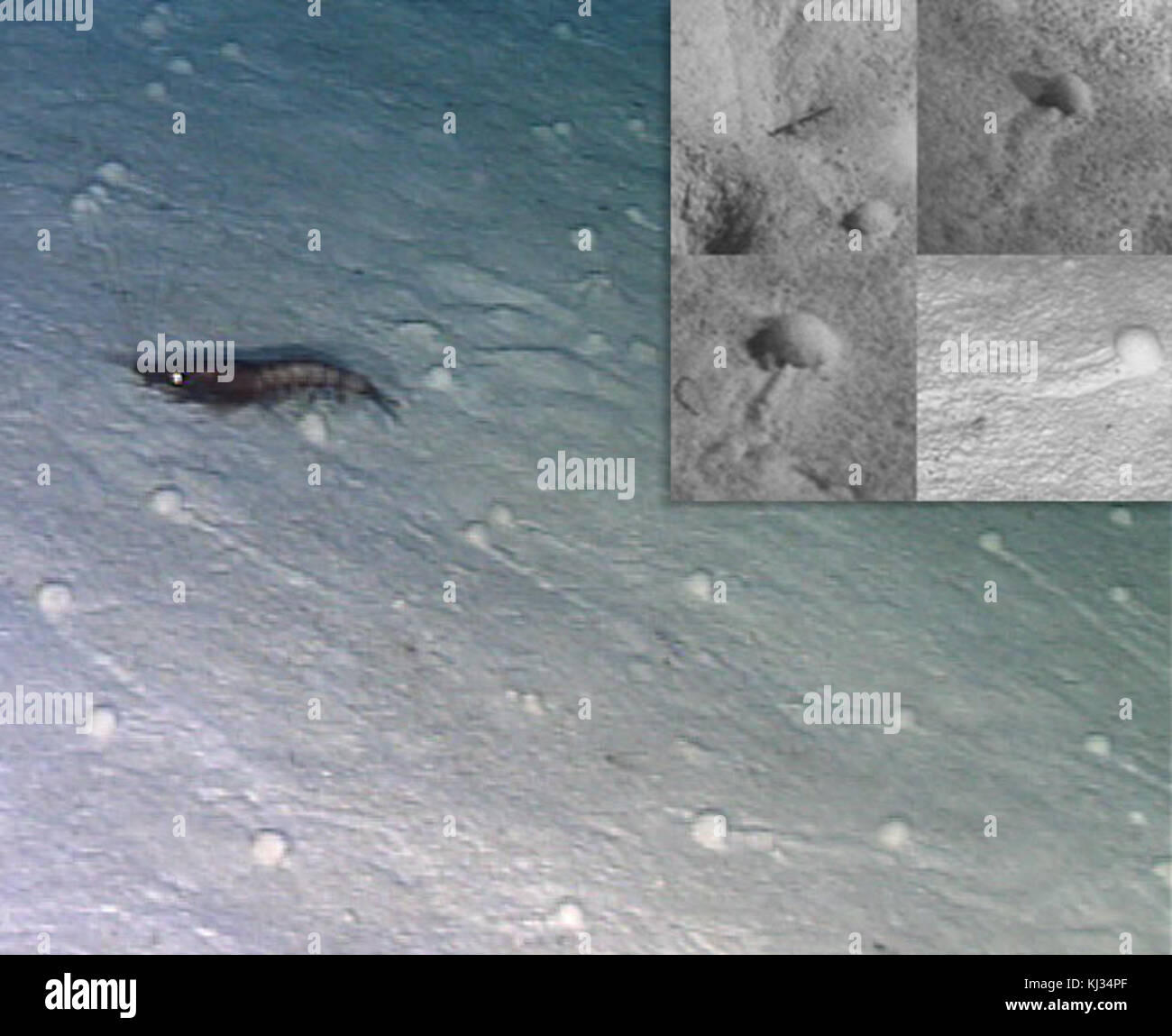 Gromia hi-res stock photography and images - Alamy