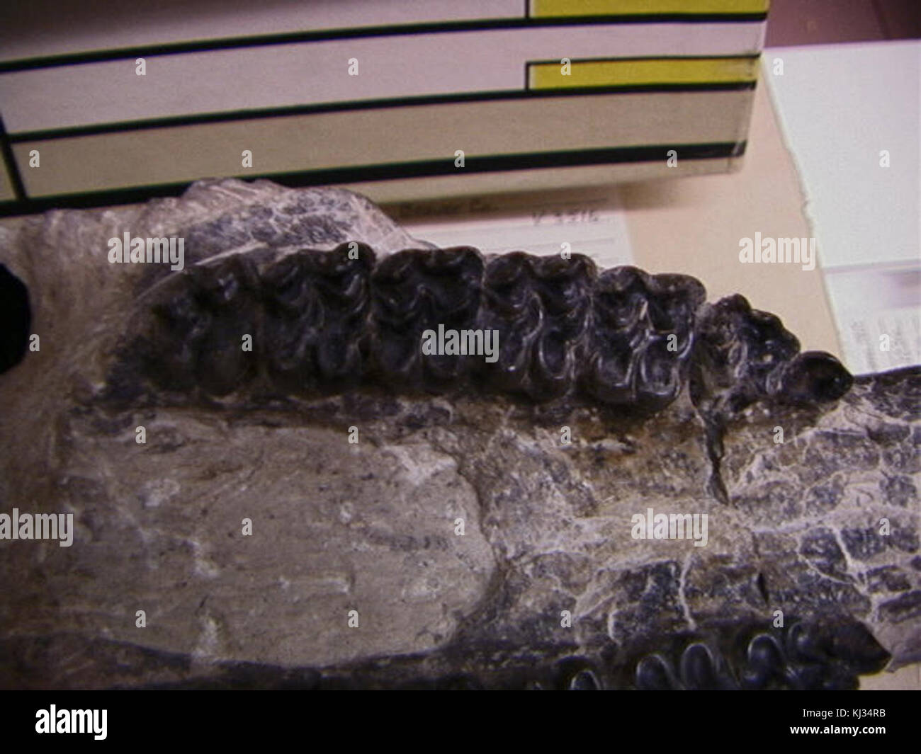 Scaphohippus sumani UCMP Stock Photo - Alamy