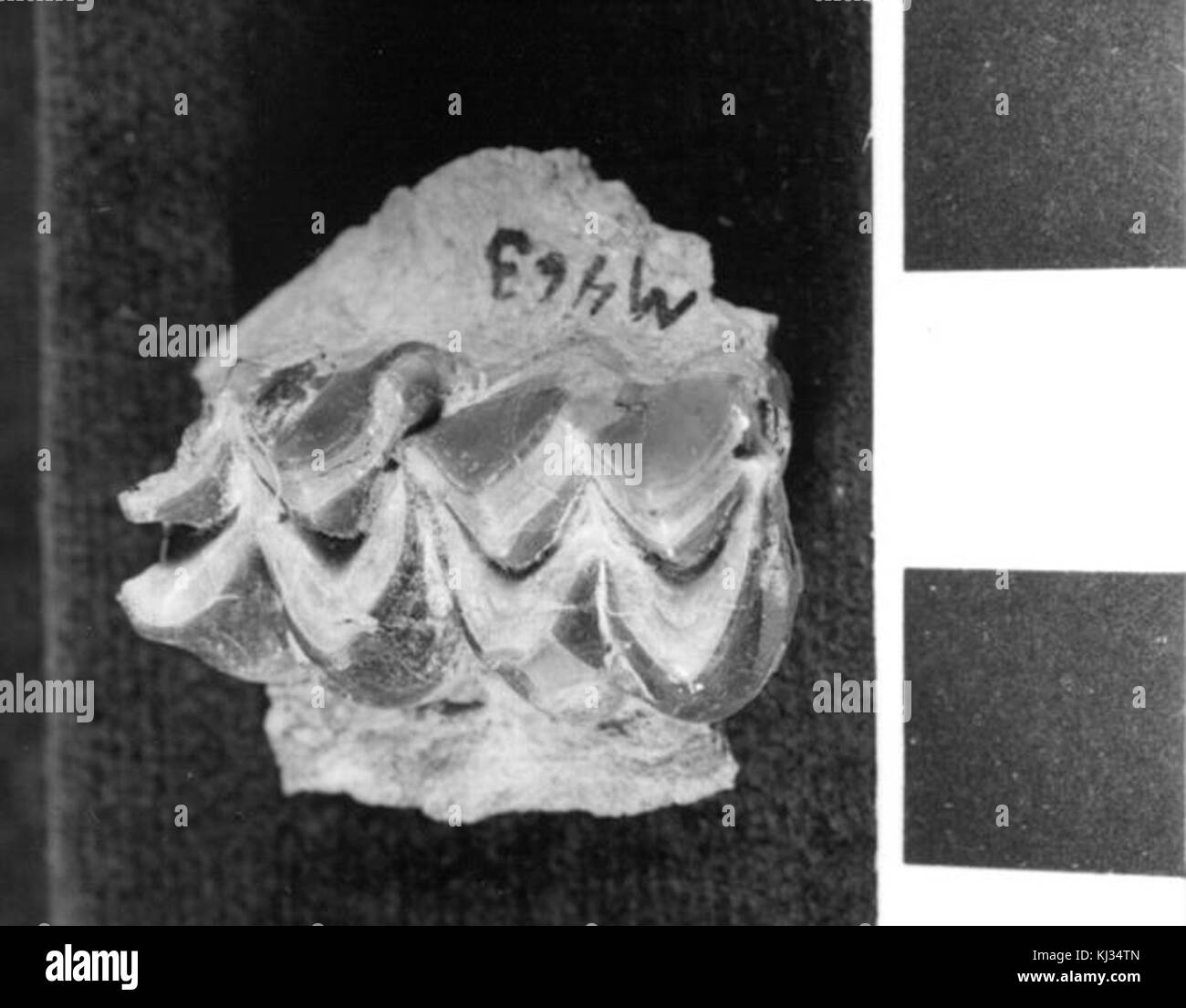 Parvus hi-res stock photography and images - Alamy