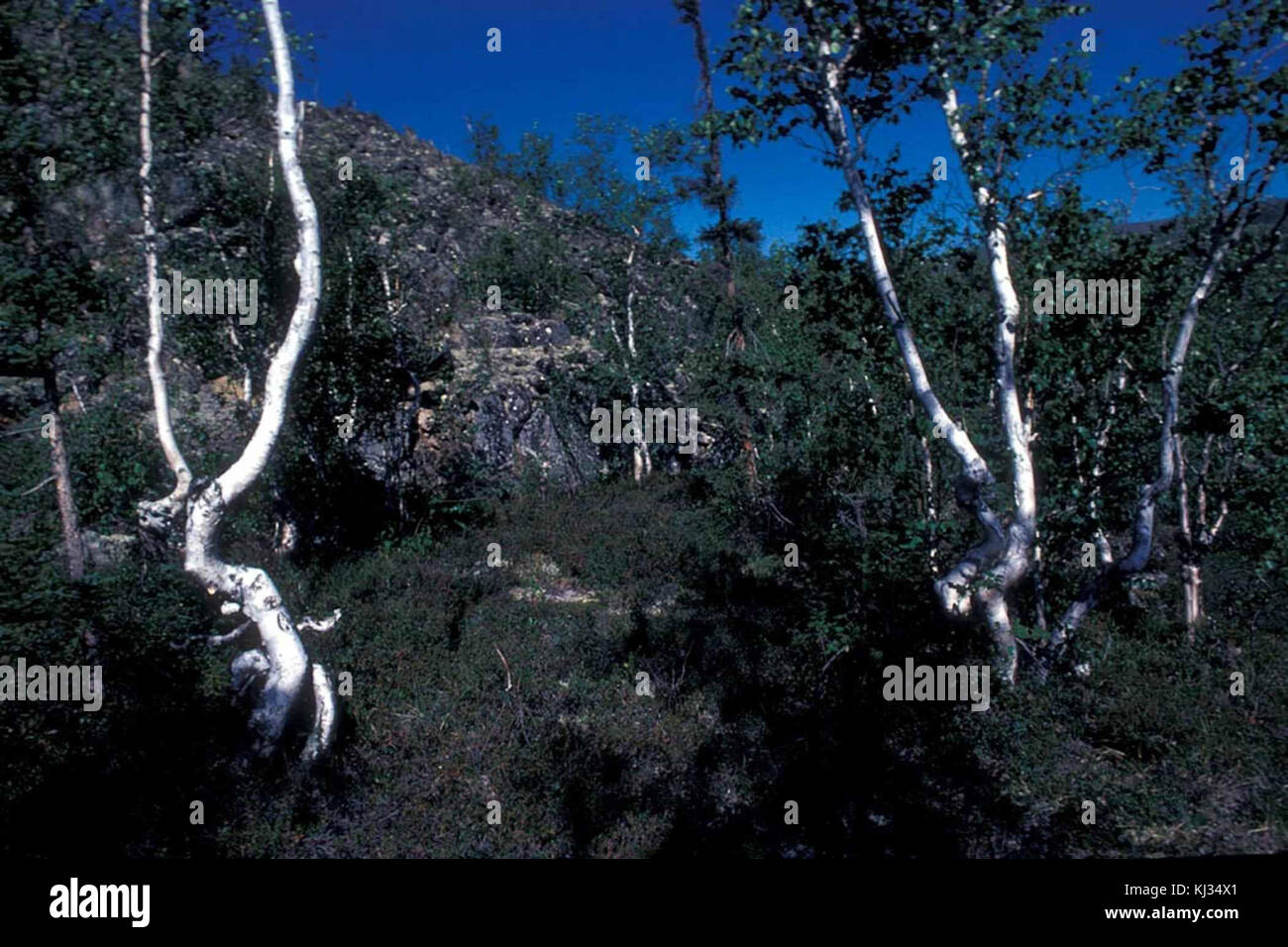Stunted birch hi-res stock photography and images - Alamy
