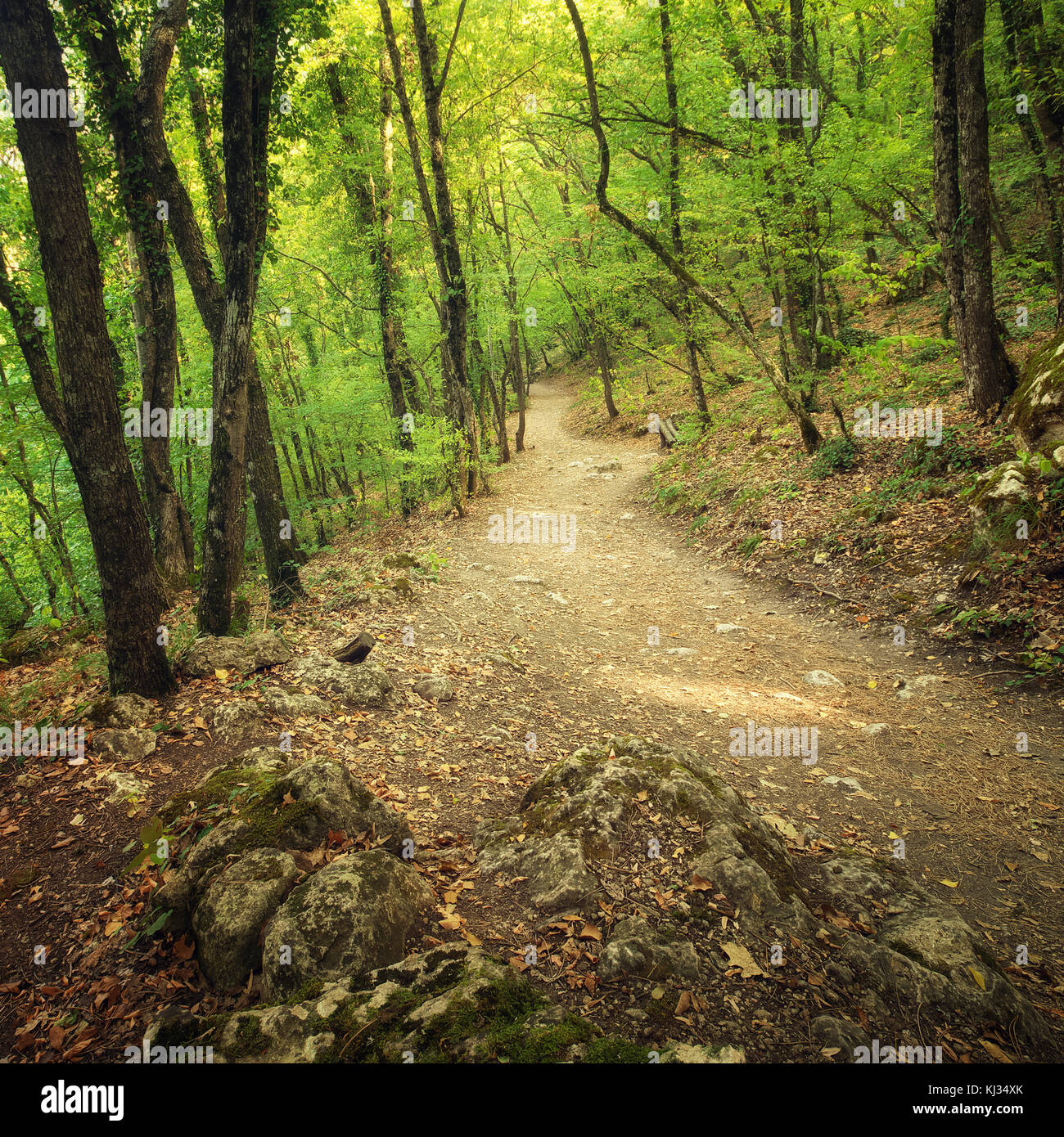 Beautiful forest. Pathway in forest. Nature composition Stock Photo - Alamy